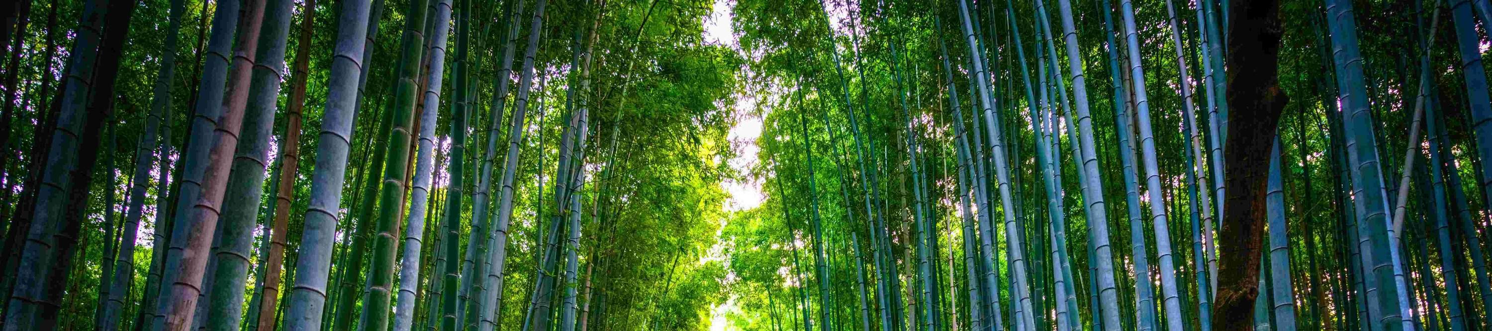 [Kyoto Nara Arashiyama Sagano Scenic Railway Cherry Blossom One-Day Tour] Hotel Pick-up ...